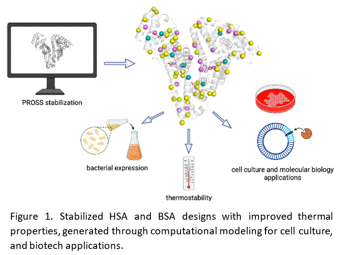Hyperstable Human and Bovine Serum Albumin Variants | YEDA Technology ...
